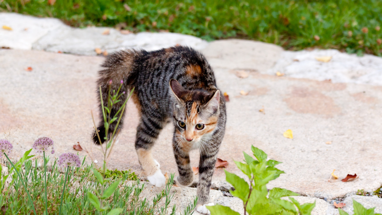 Why Do Cats Puff Up Their Fur? The Answer May Surprise You