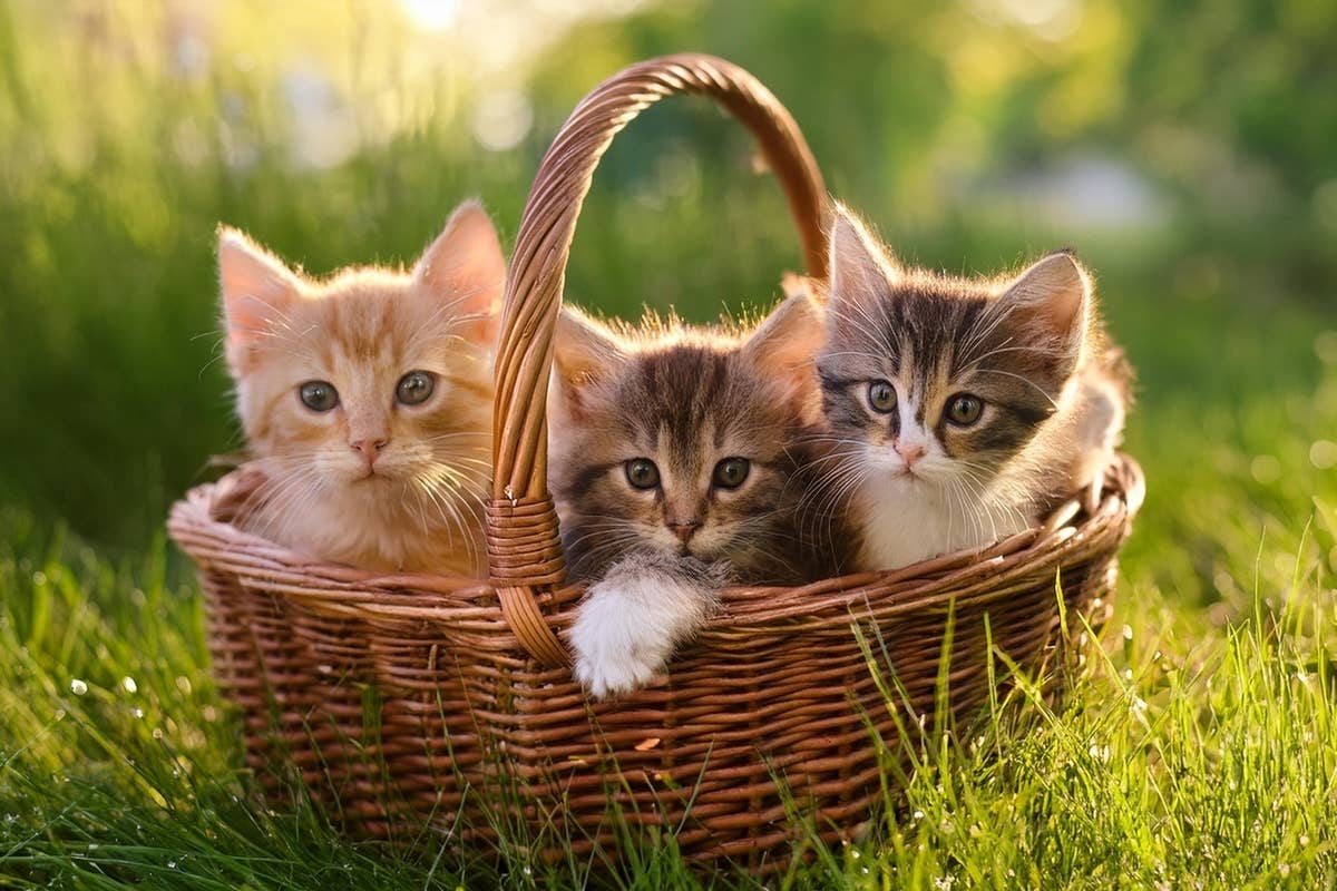 Rescued Kittens’ Tiny Meows Mimic Seagull Squawks and Everyone's in ...