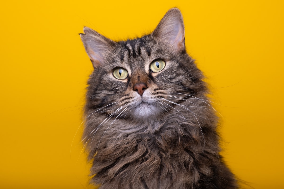Gorgeous Stray Longhaired Tabby Walks Into Woman's House & 'Adopts Her ...
