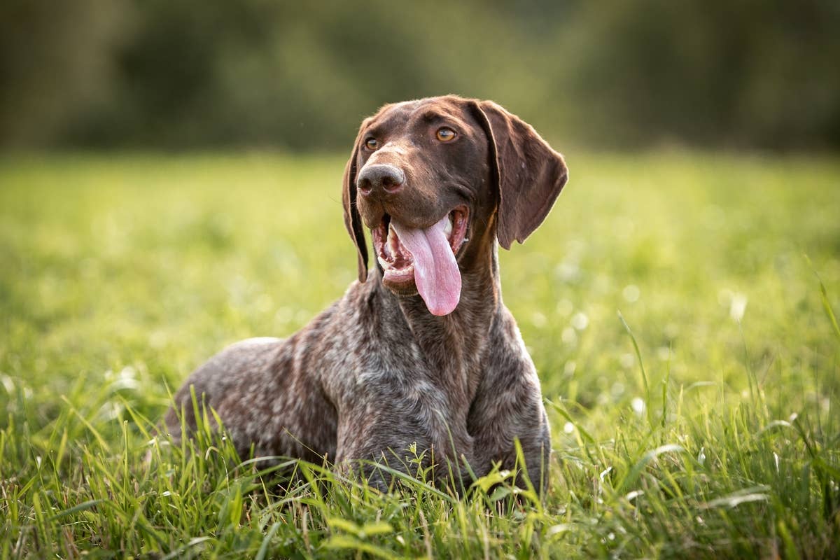 Security Camera Nabs German Shorthaired Pointer Vaulting From Second ...