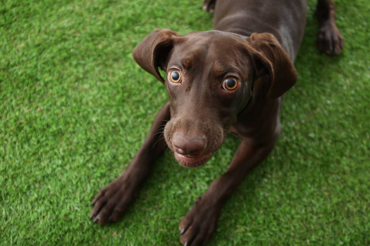 Brown German Shorthaired Pointer Puppies