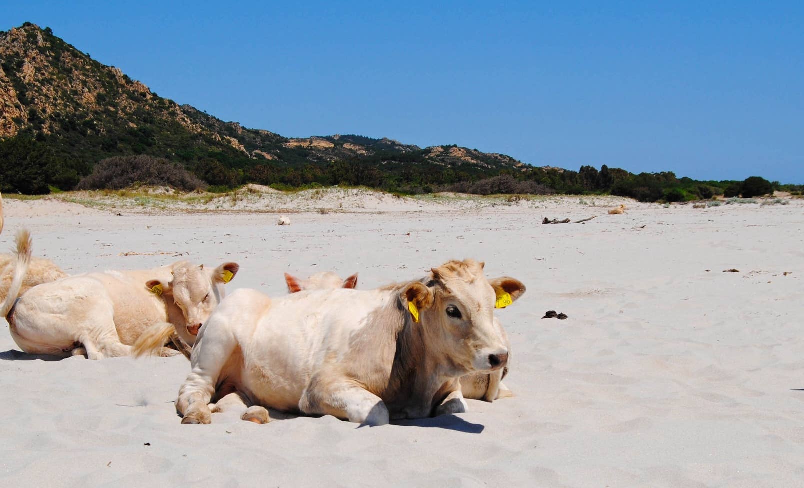 White Cows Basking on the Beach in Sardinia Have People in Awe