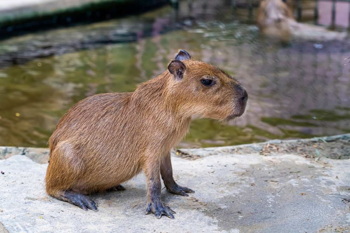 Baby Capybara Pet Capybara Pups Born At High Park Zoo