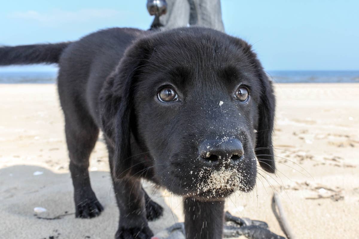 Foster Puppy’s Magical First Day at Beach Ends In Cutest Sand Goatee ...