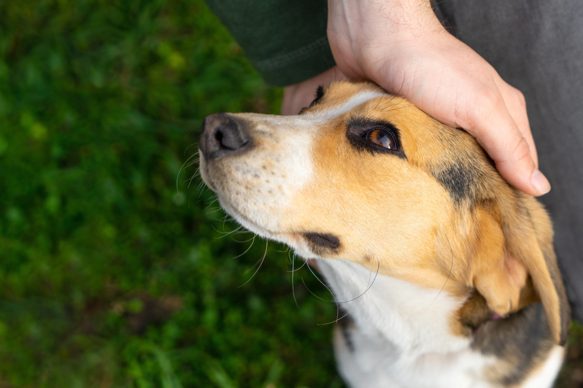 Sweet Beagle Named 'T-Rex' Born Without Front Legs Is Capturing Hearts ...