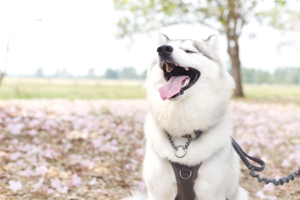 ‘Most Shutdown Dog At Shelter’ Getting Second Chance With Crew of Dogs ...