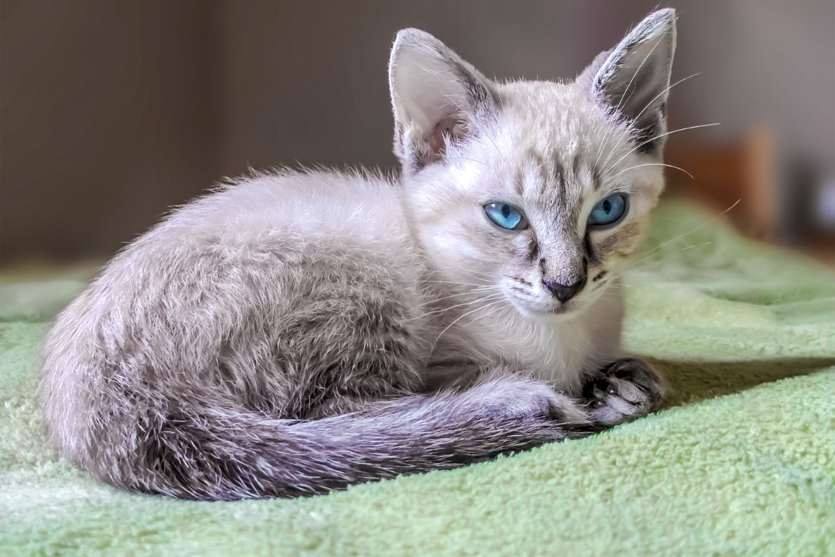 Chocolate Tabby Point Siamese