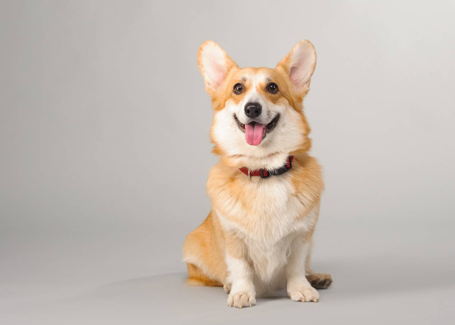 Corgi Bouncing His Way Down the Stairs Is an Instant Mood Booster