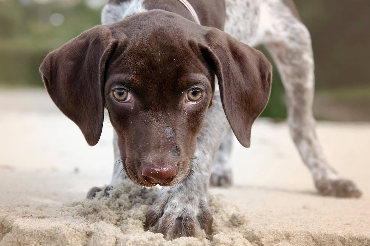 Pointer Mix Puppy's Rosie The Pointer Springer Pup Needs A New Home