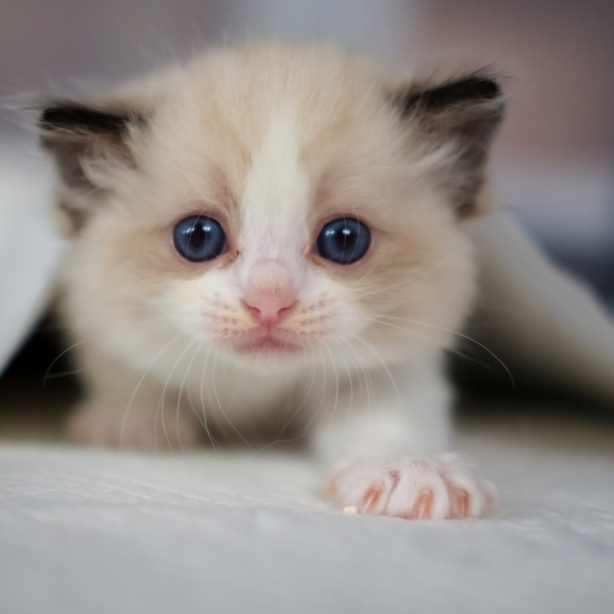 ragdoll kitten