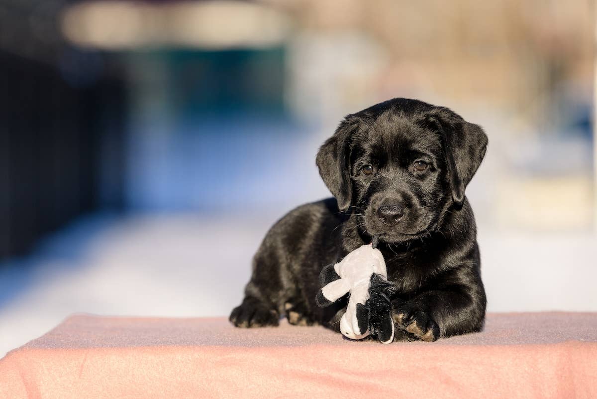 Puppies Black Labrador Retriever