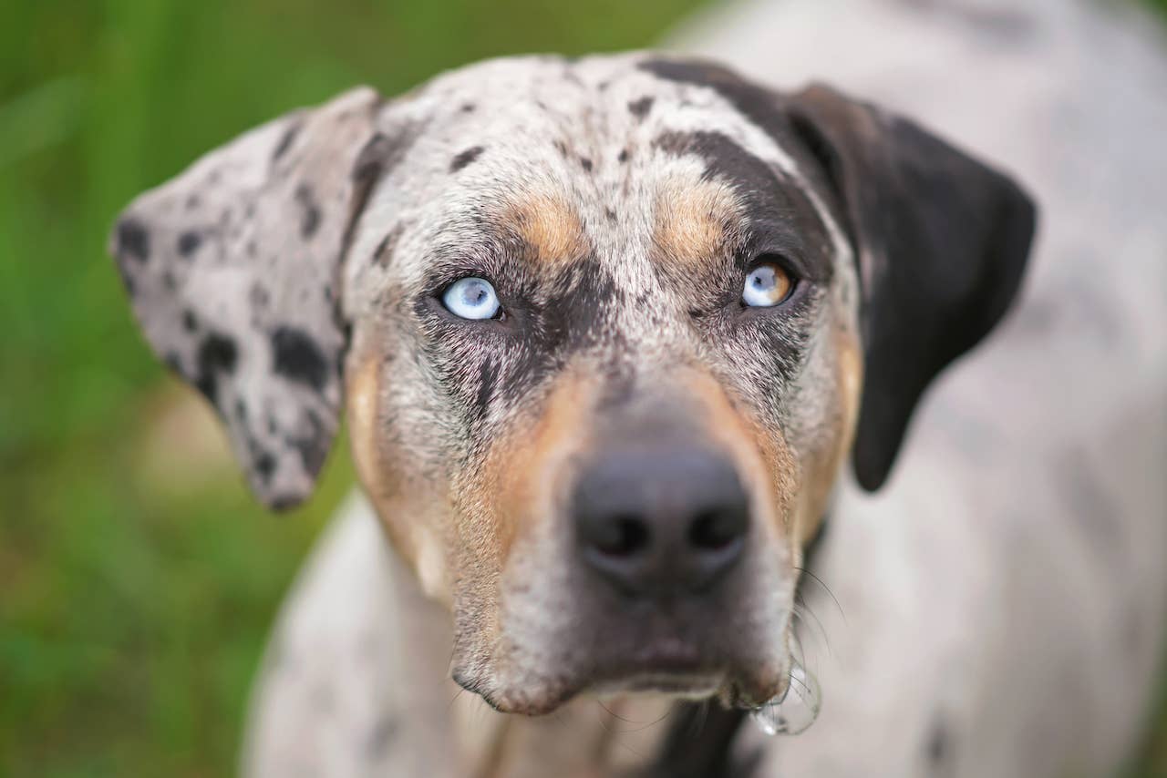 Leopard Dog With Blue Eyes