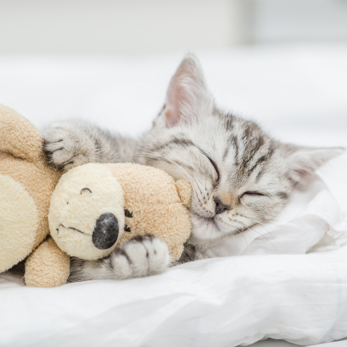 cuddling stuffed animals