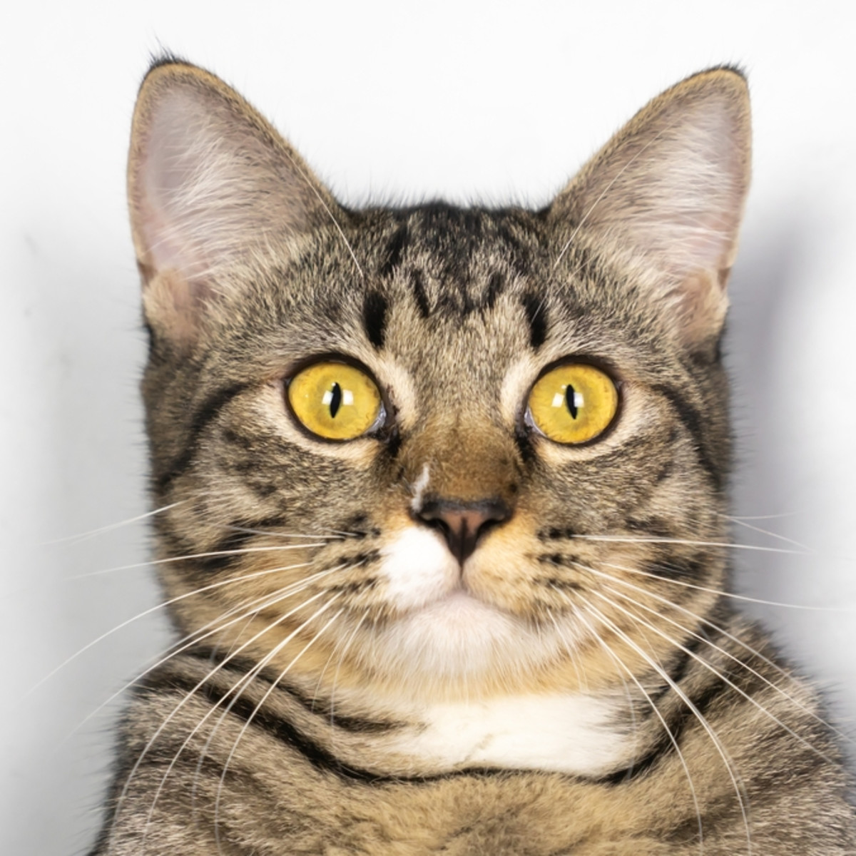 cat making serious face