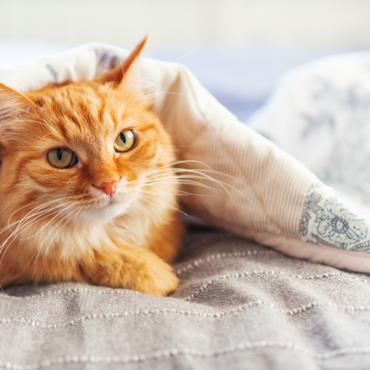 light ginger cat names