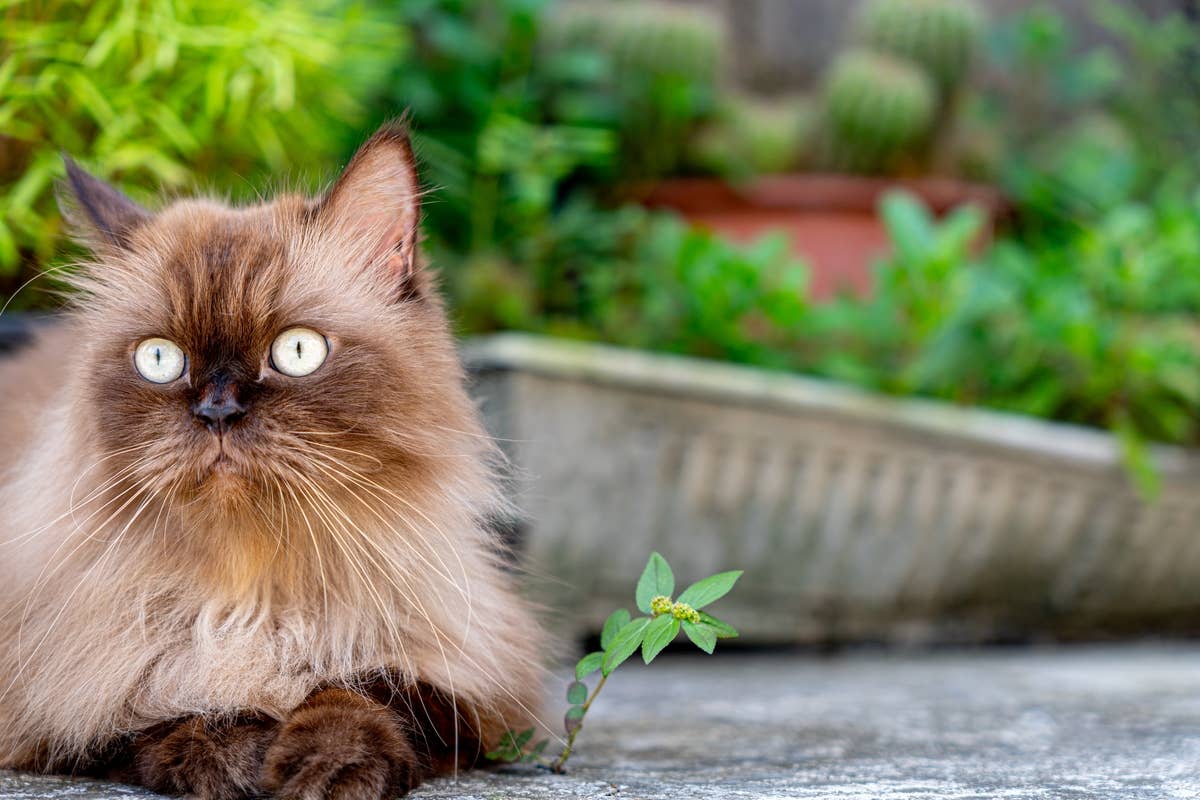 Himalayan Munchkin Cat