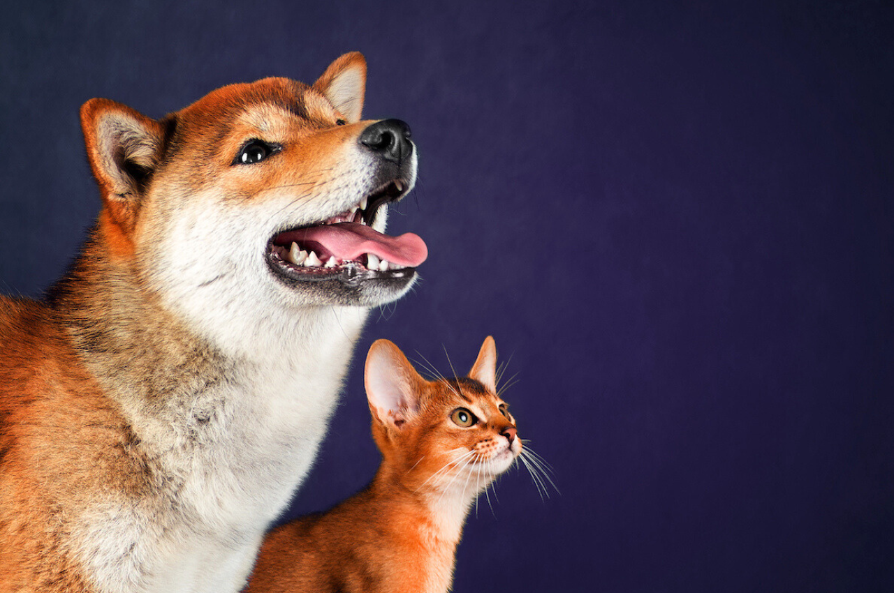 Dogs That Look Like Cats