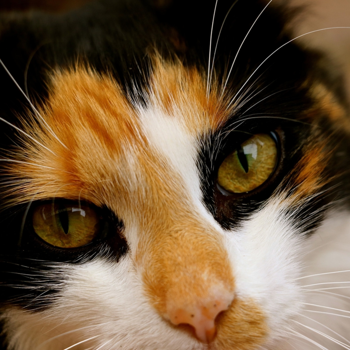calico cat