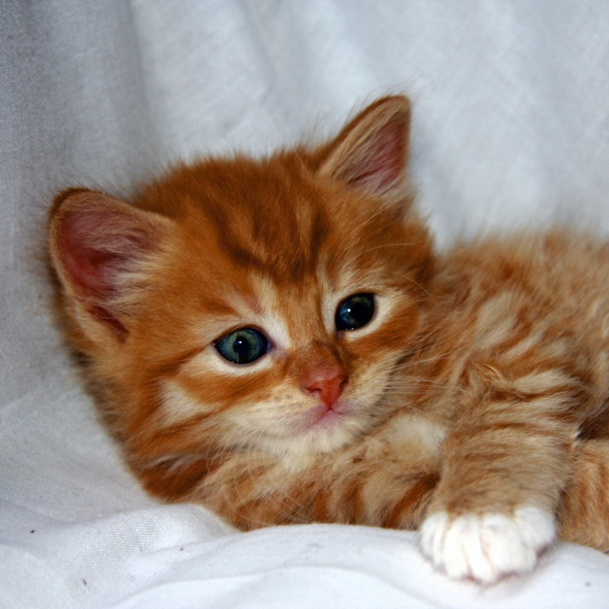 fluffy ginger kitten
