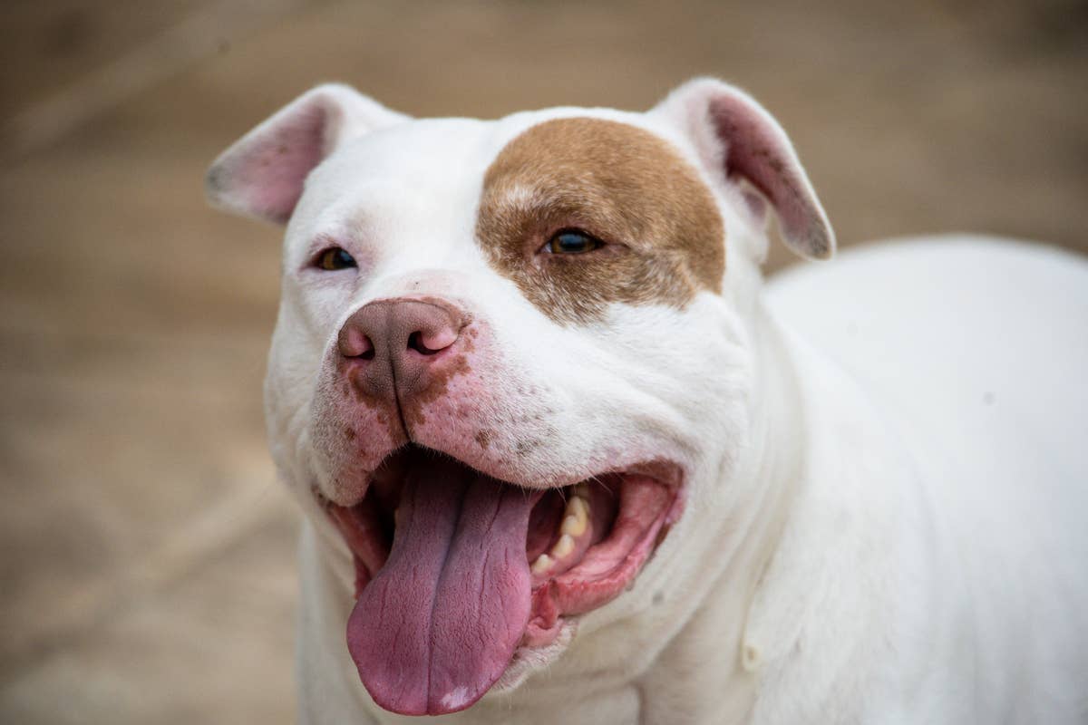 White American Xl Bully