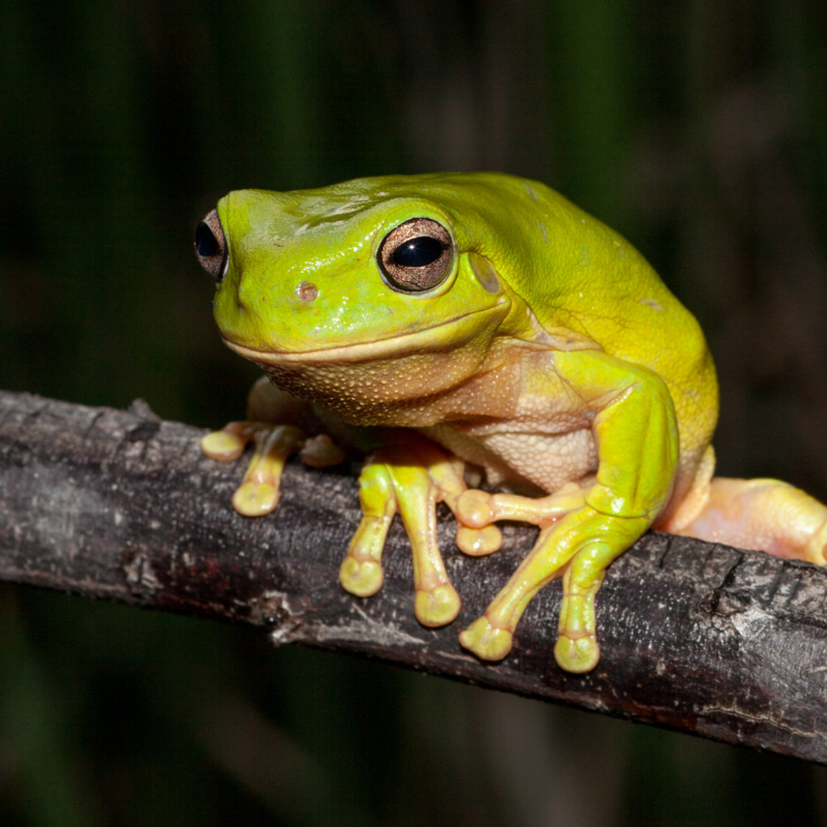 cute yellow frog