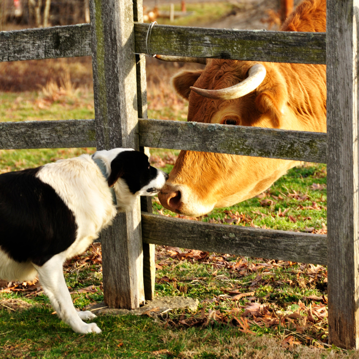 cow border collie
