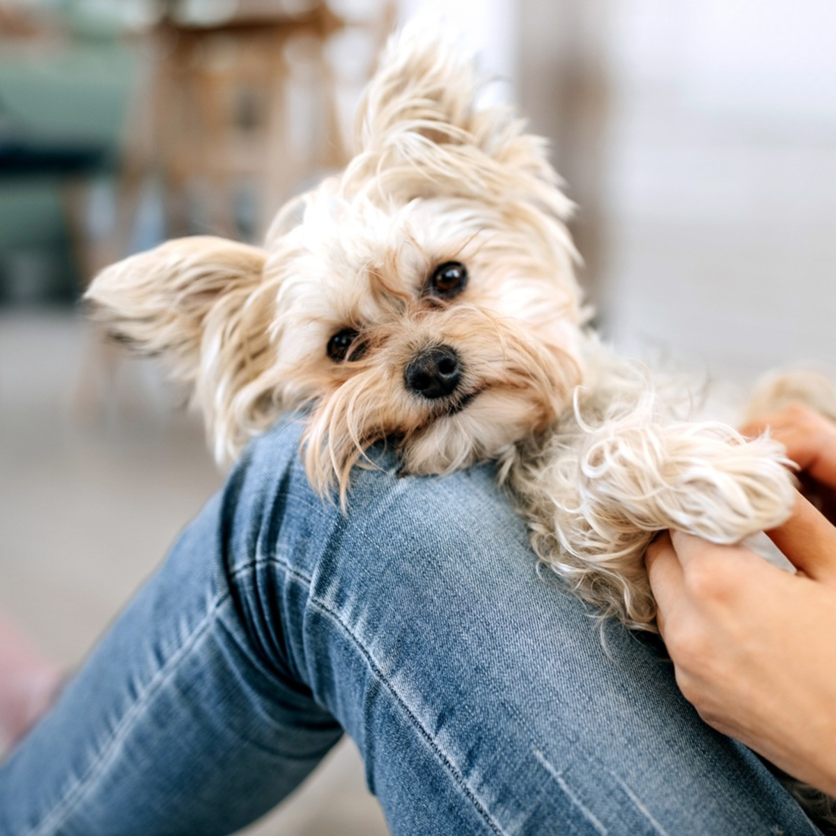 cute little hypoallergenic dogs