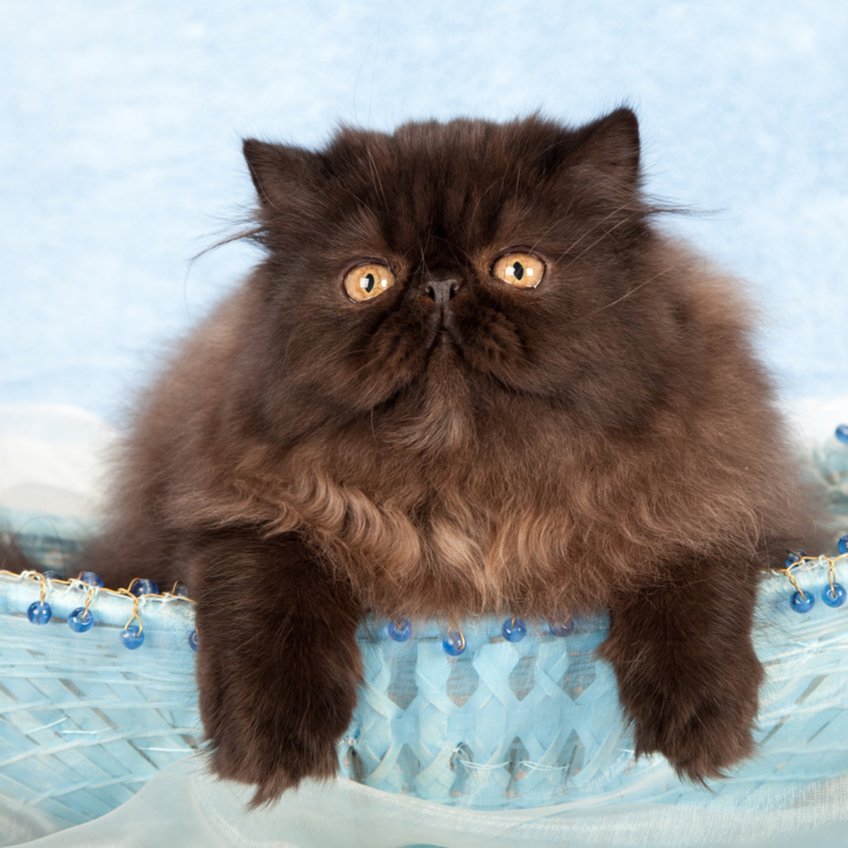 chocolate persian