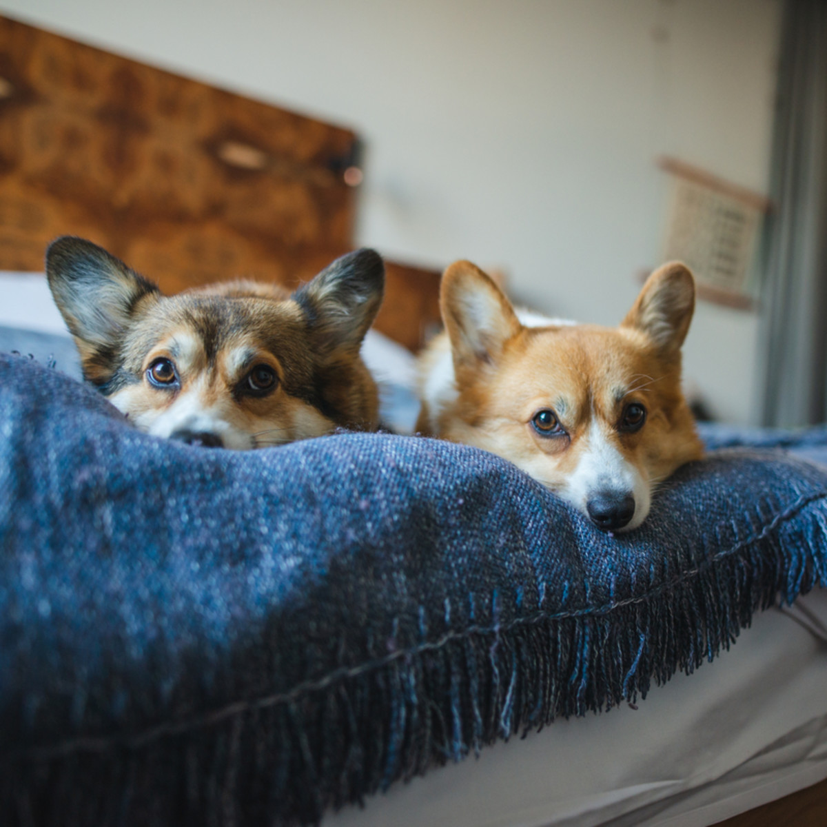 welsh corgi sleeping