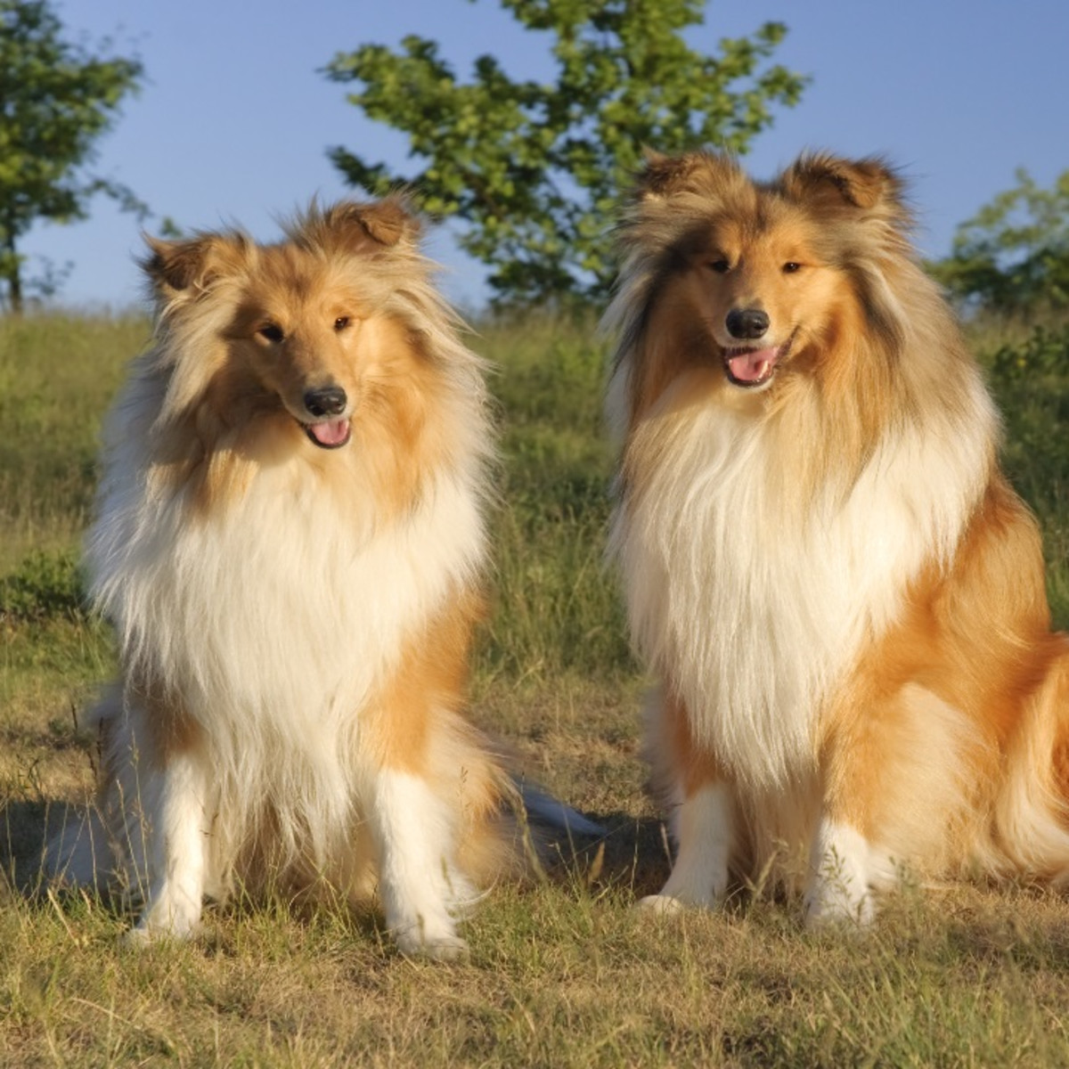 difference between collie and rough collie