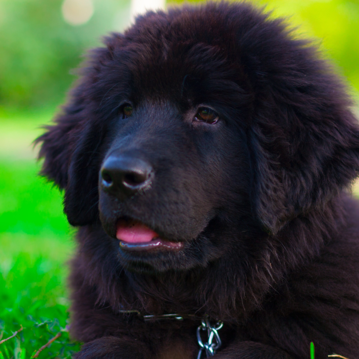 newfoundland pet