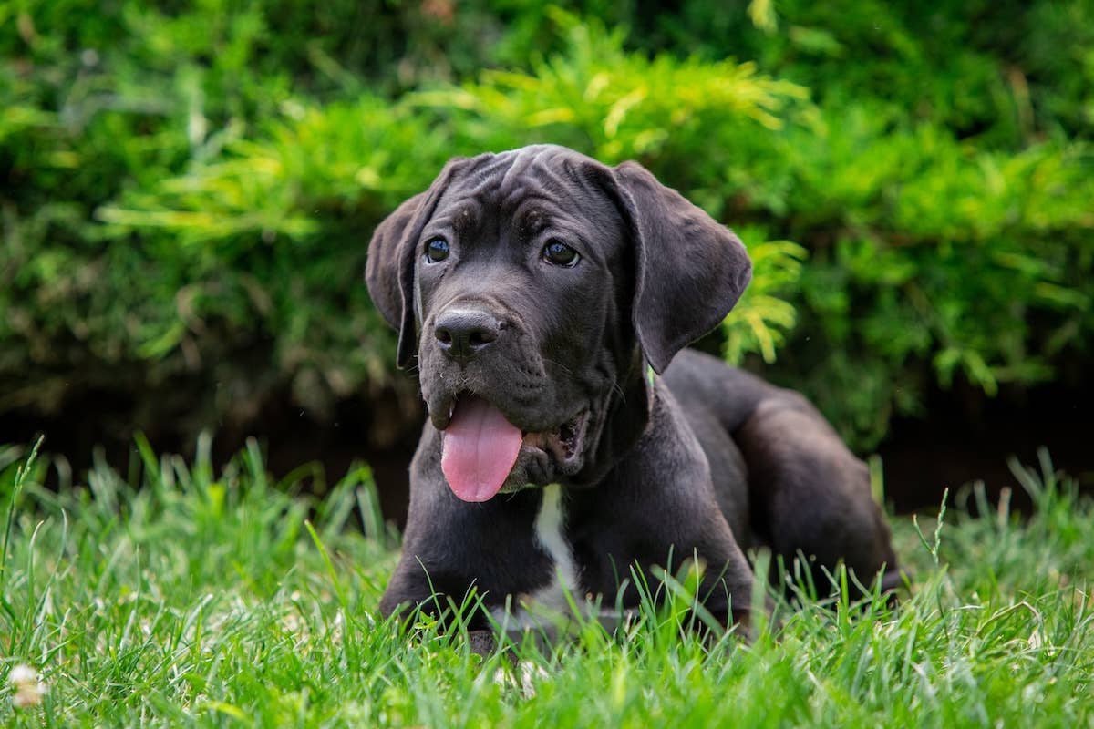 Cane Corso Great Dane Mix Cane Corso Breed: Characteristics, Care