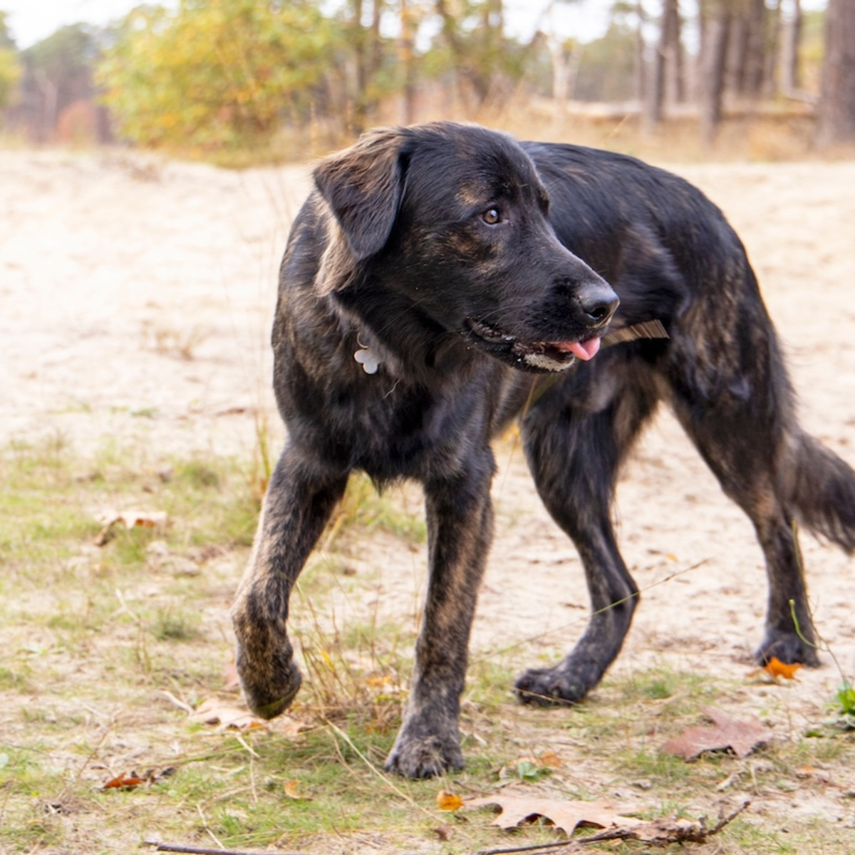 golden shepherd mix with golden retriever