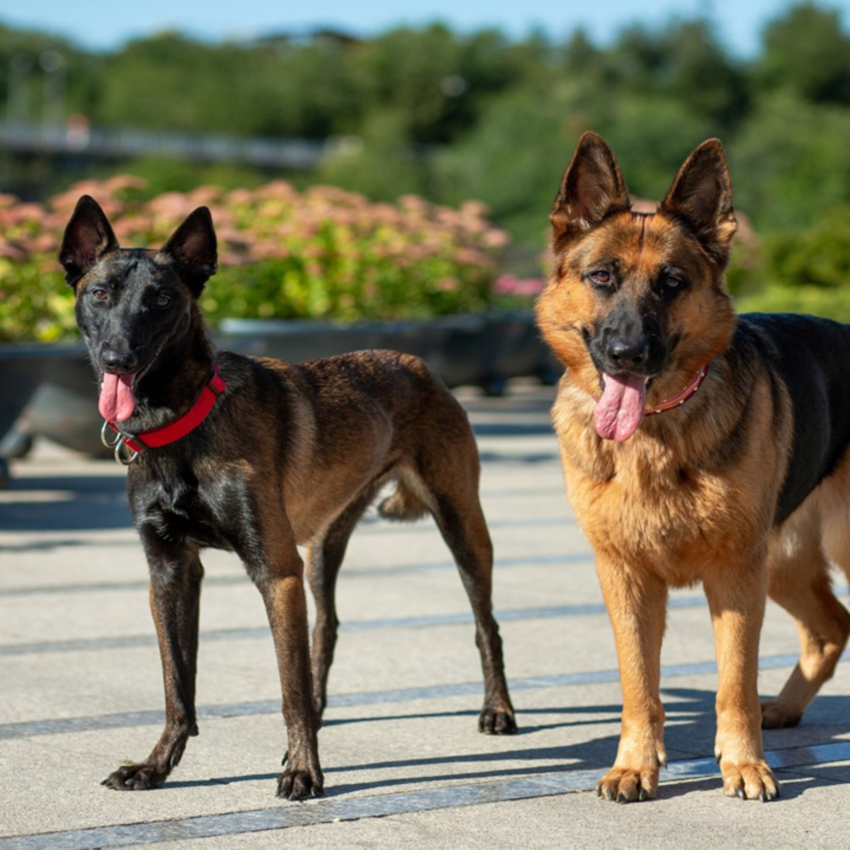 different looking german shepherds