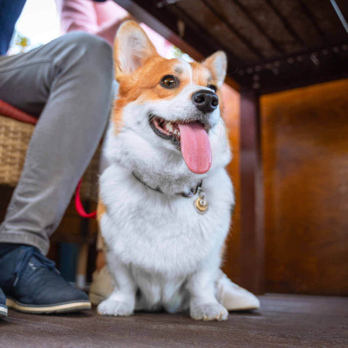 corgi customer service