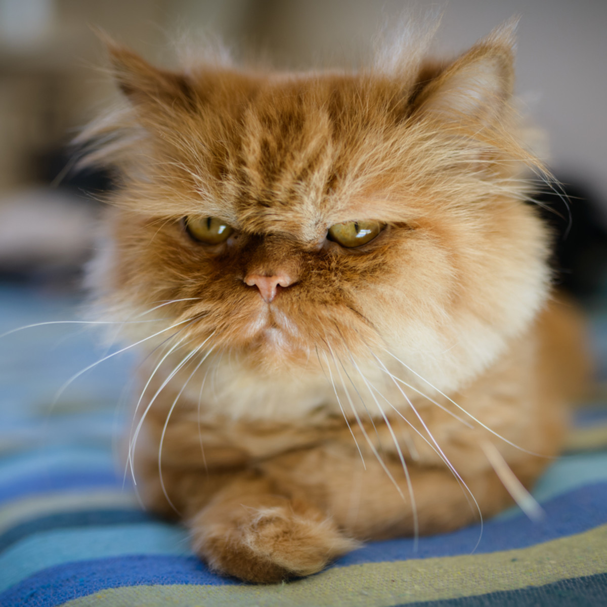 grumpy face cat