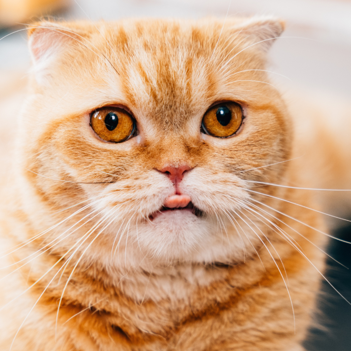 scottish fold cat