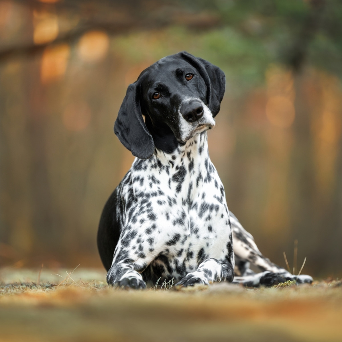 german shortheared pointer