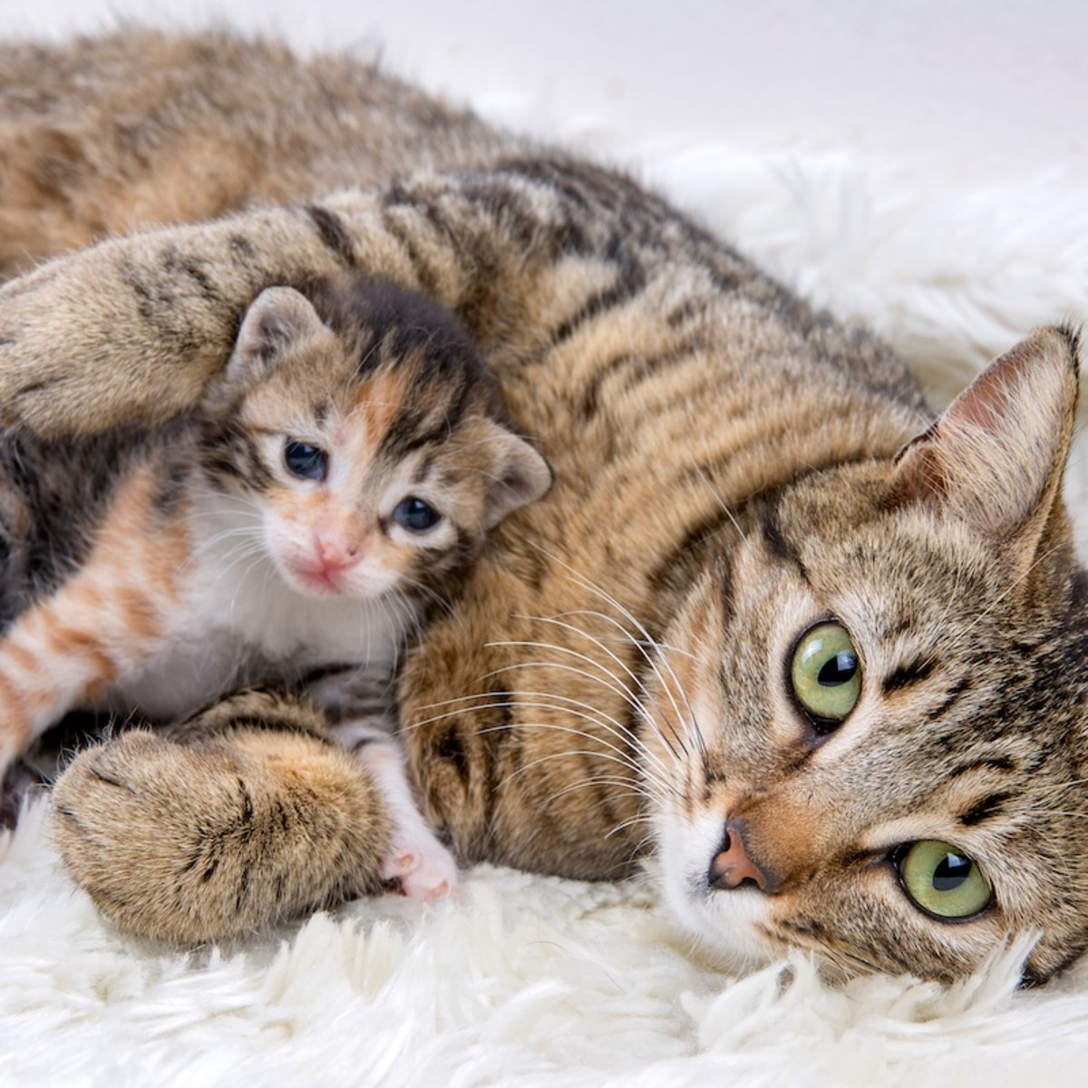 tabby cat kittens