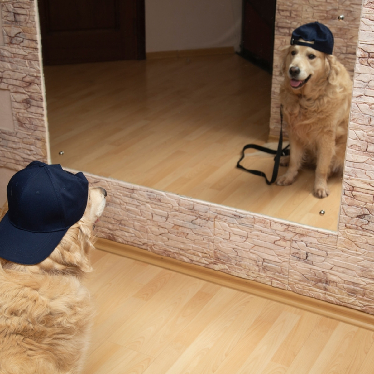 mirror dogs