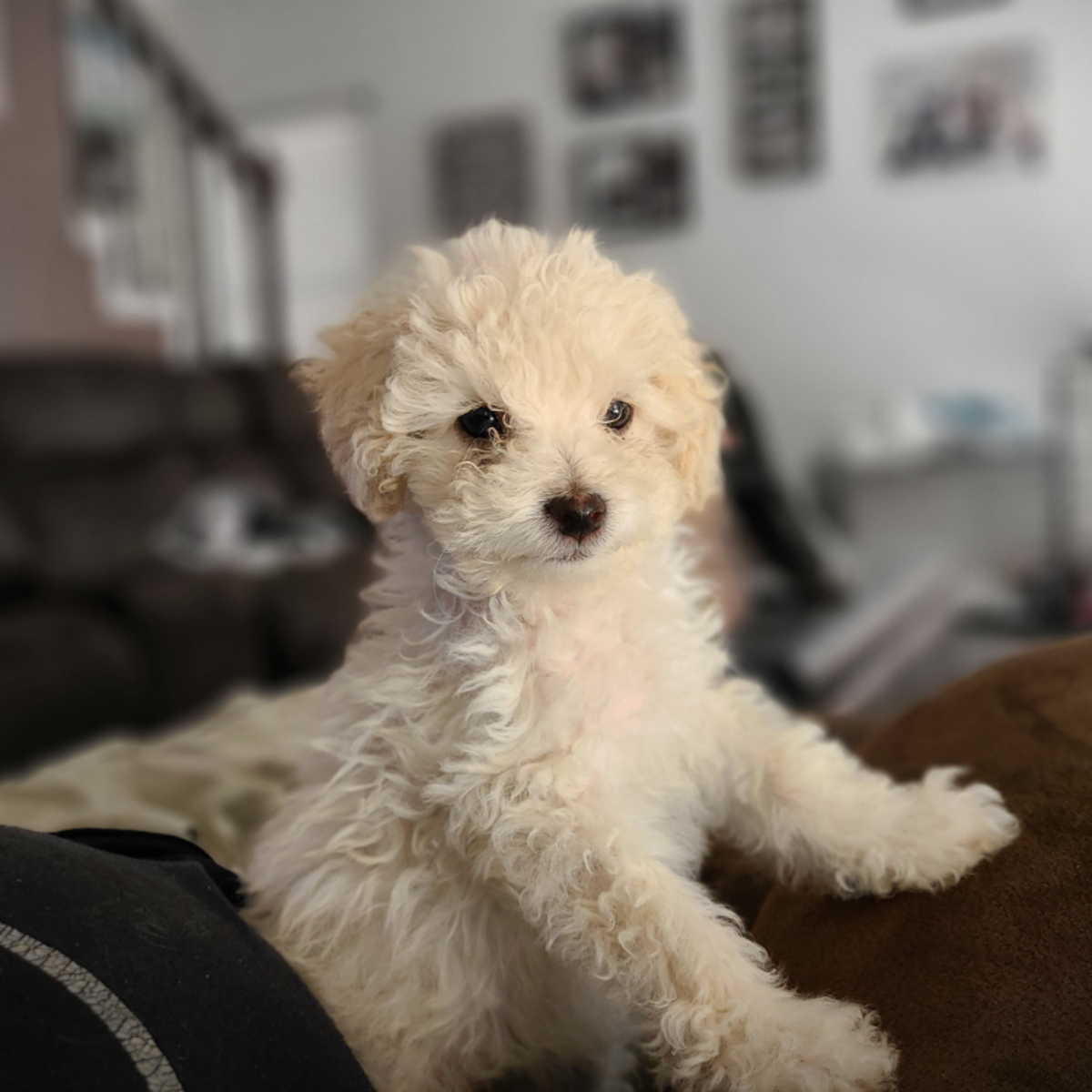 teacup poodle