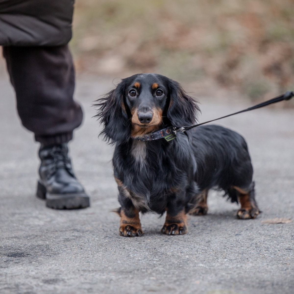 gray dachshund