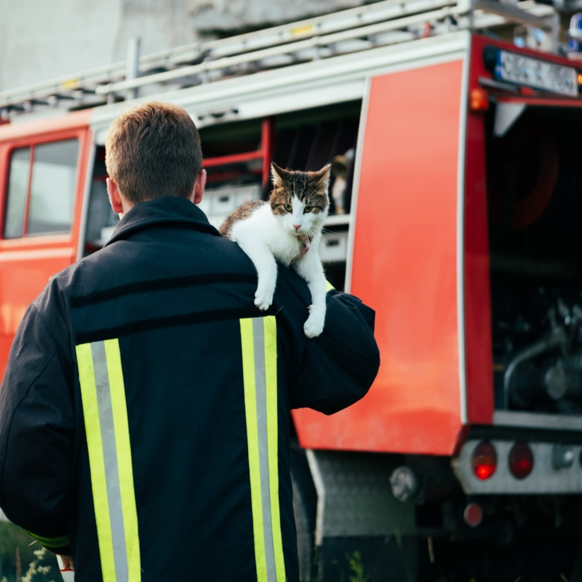 firefighter saving cat