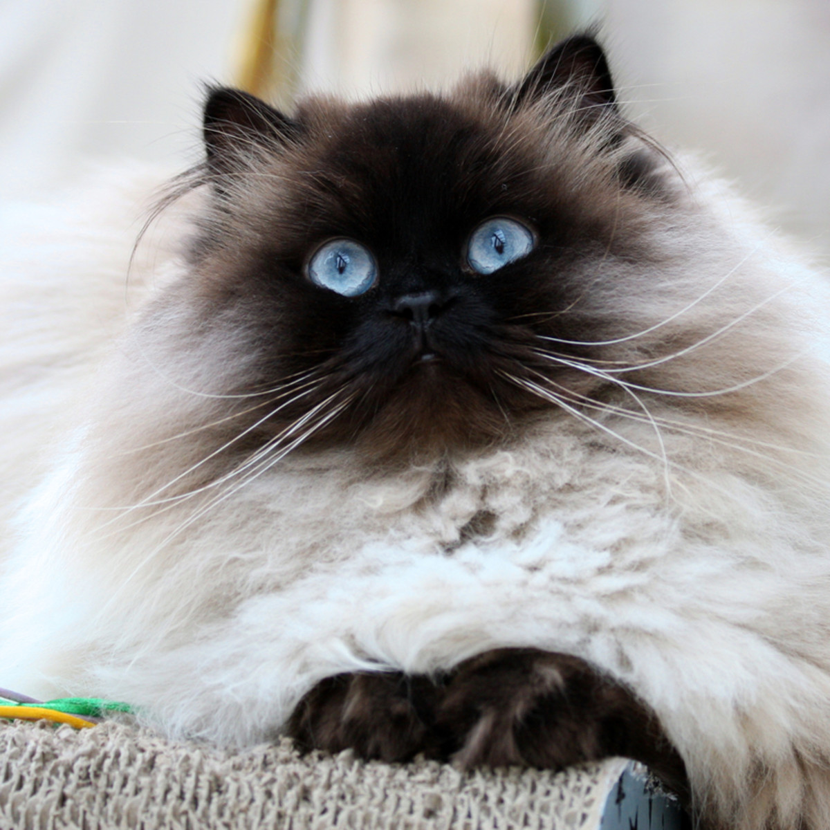 himalayan cat bear
