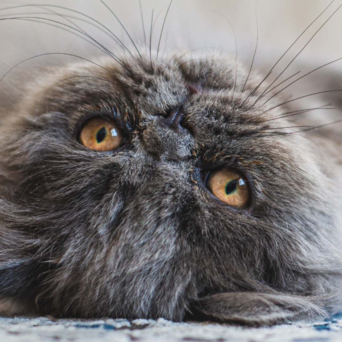 gray persian kittens