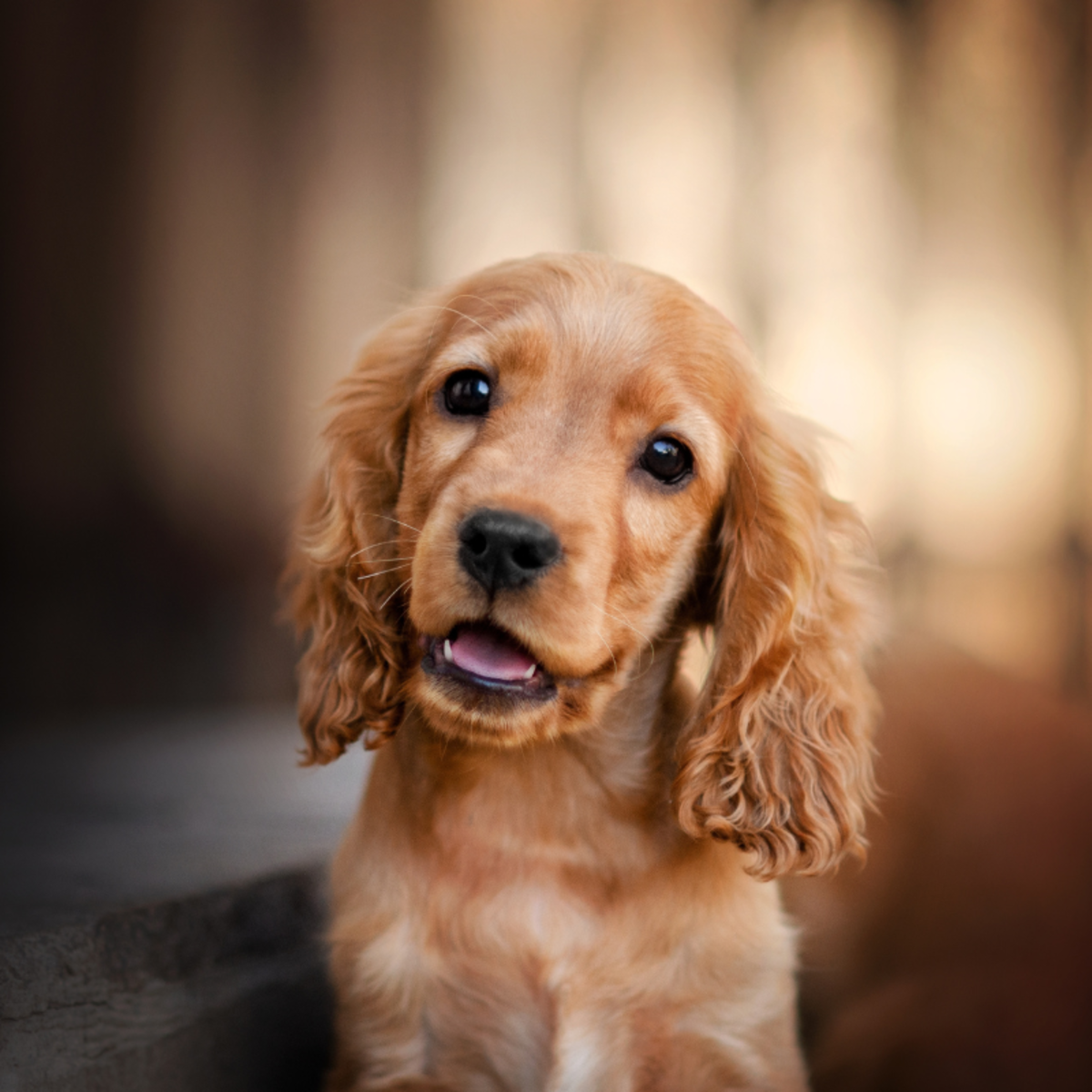 cute cocker spaniel