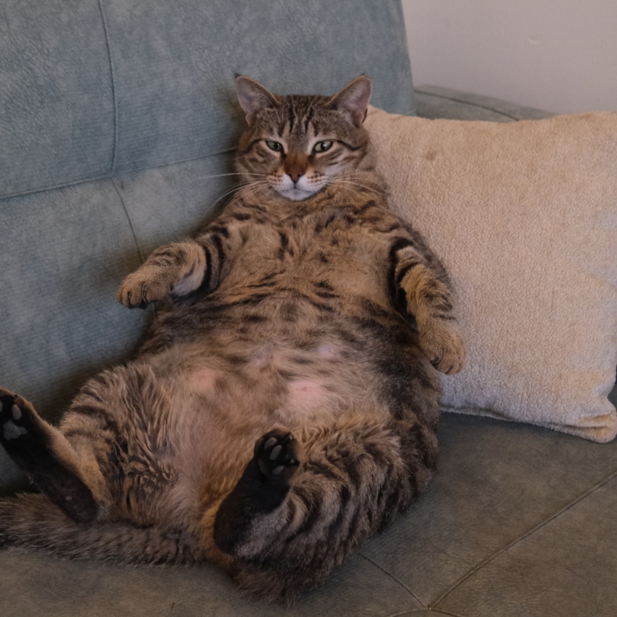 cat sitting like a human