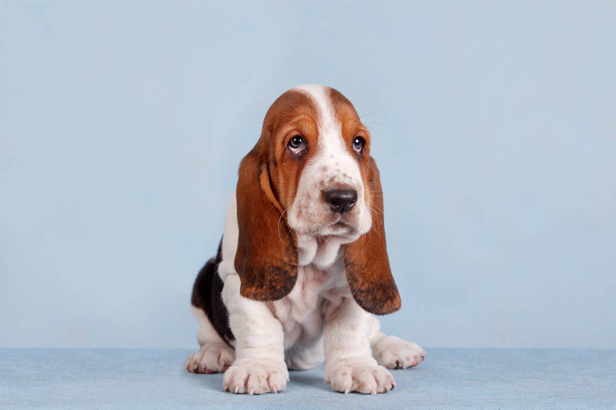Perro Basset Blanco