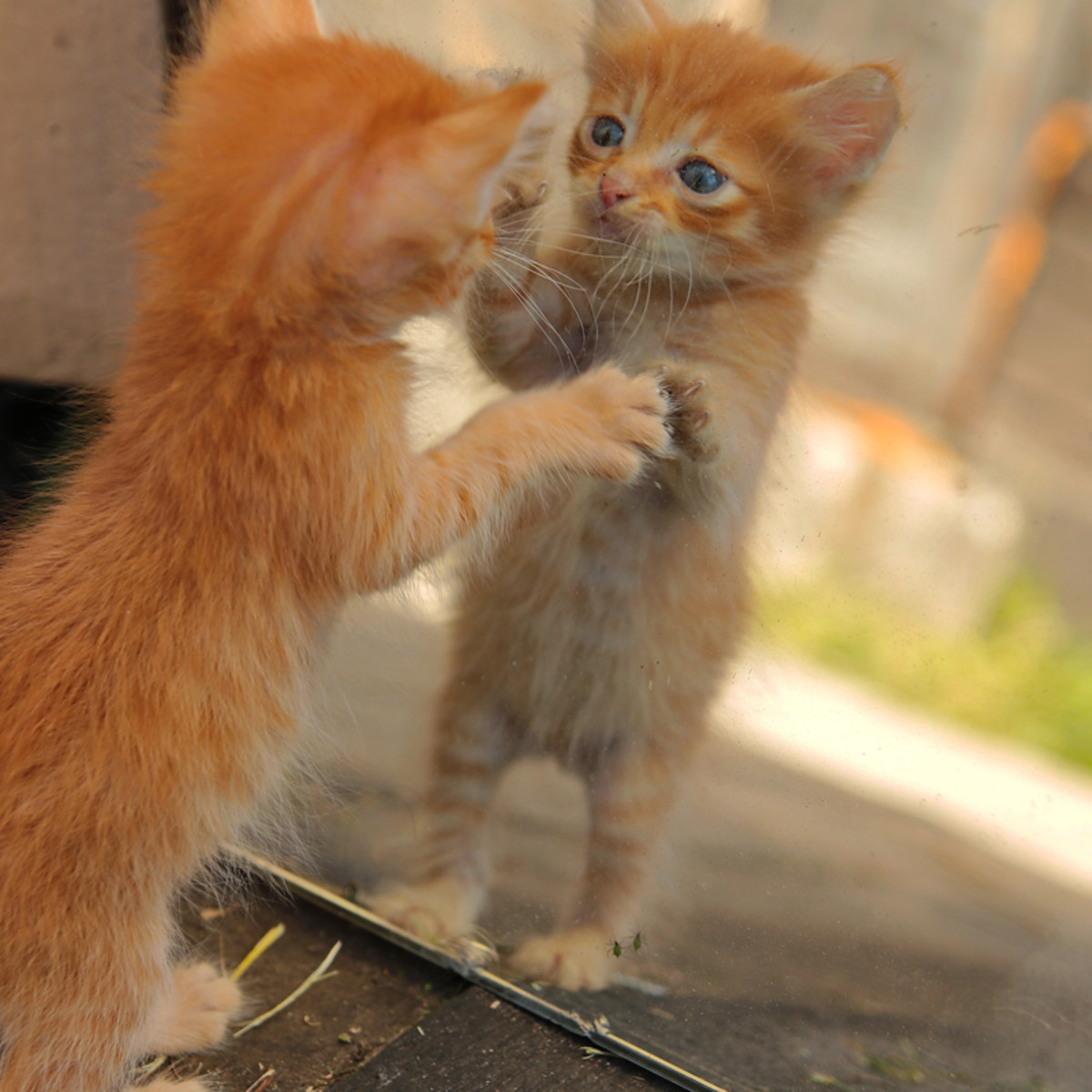 dark orange kittens