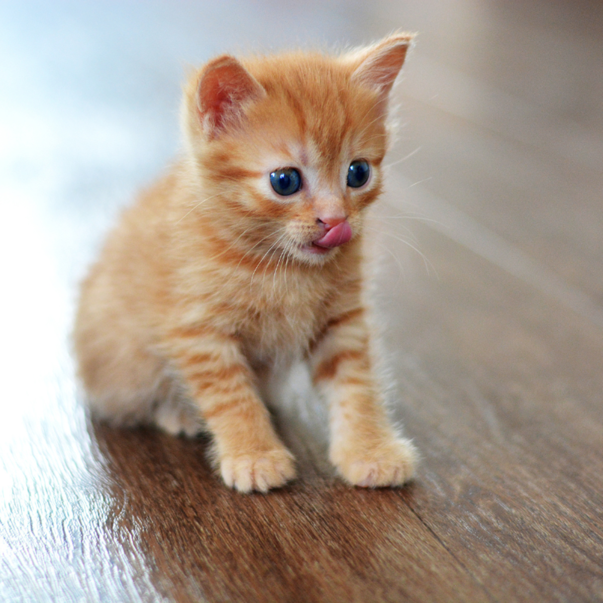 cute orange cat